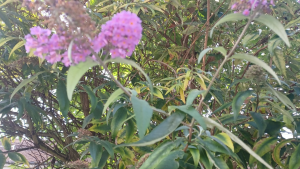 Butterfly Bush Propagation 🌿 | How to Easily Grow Buddleia Cuttings ...