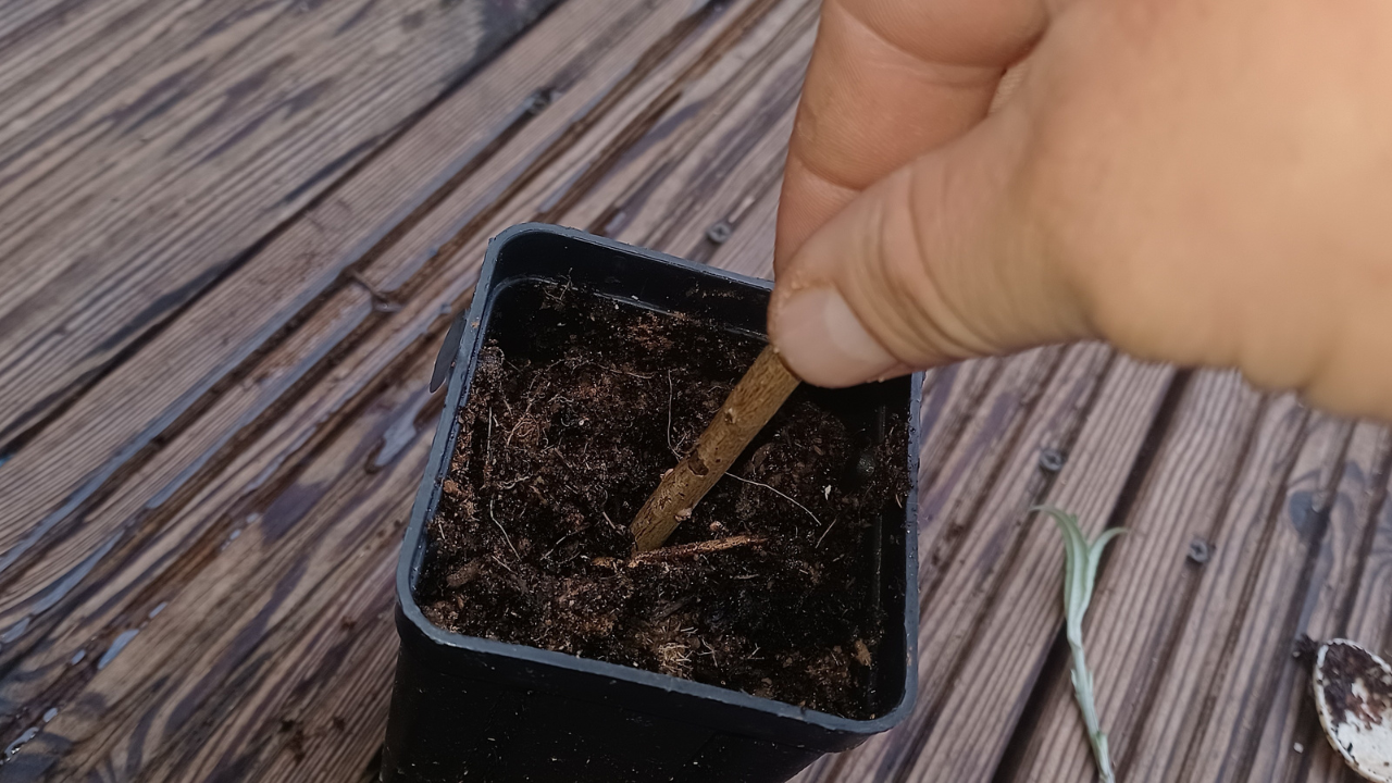 Butterfly Bush Propagation 🌿 | How to Easily Grow Buddleia Cuttings ...